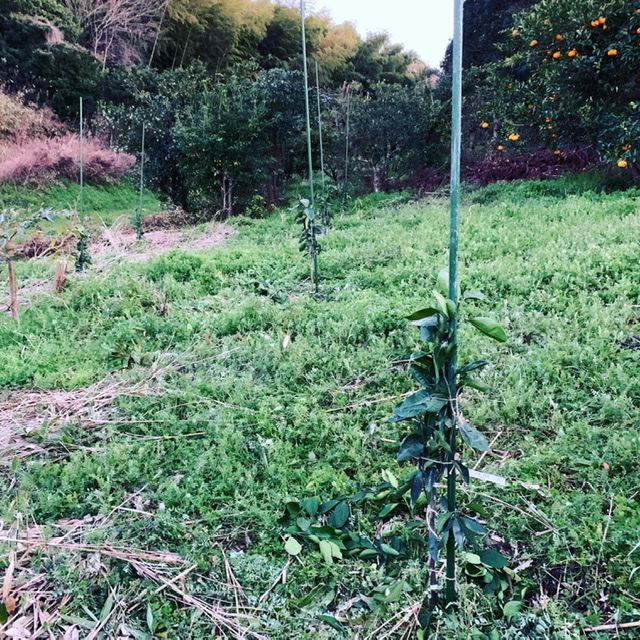 BLOG 松見果樹園