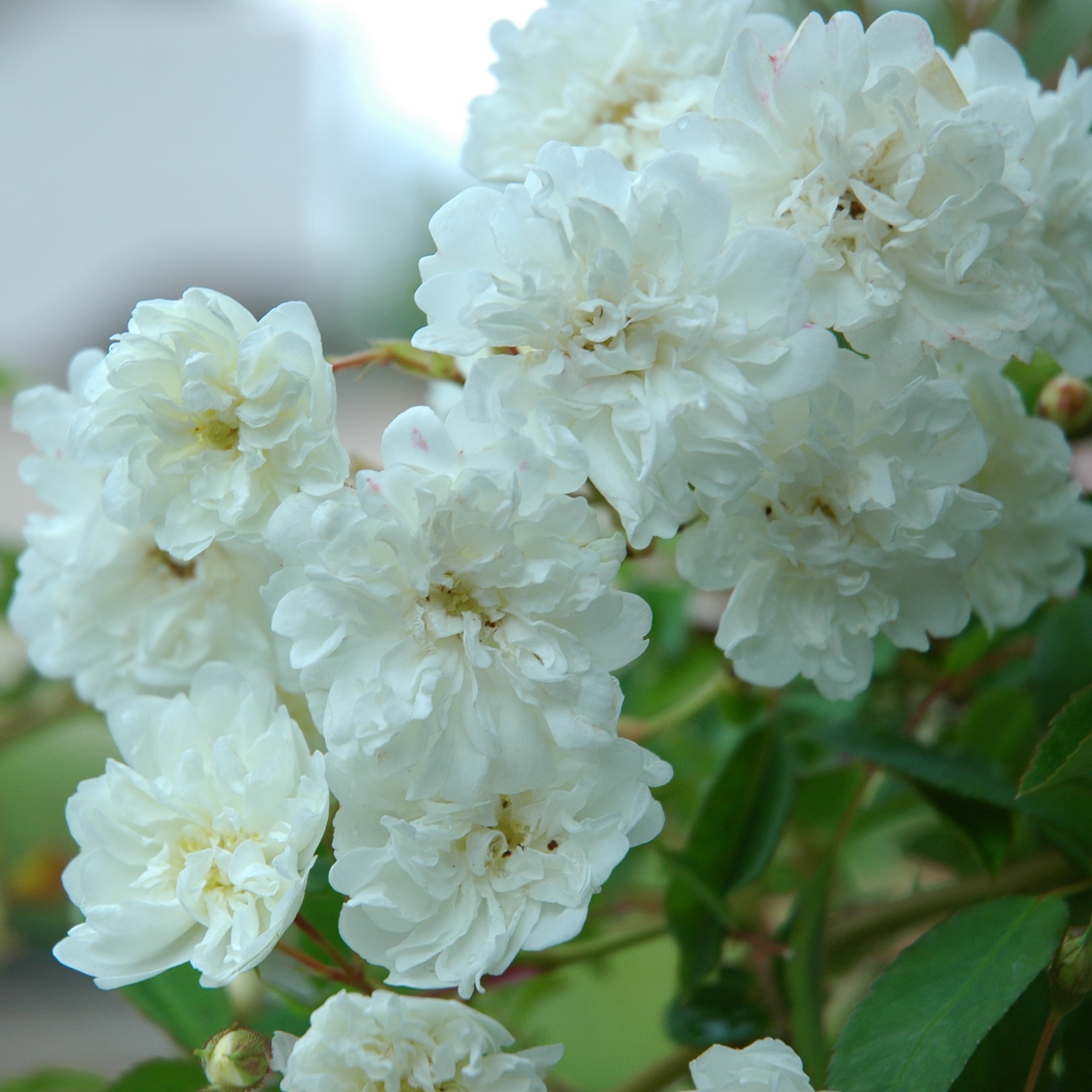 マニントン カスケード Mannington Cascade | 「天空のバラ園」Celestial-Roses