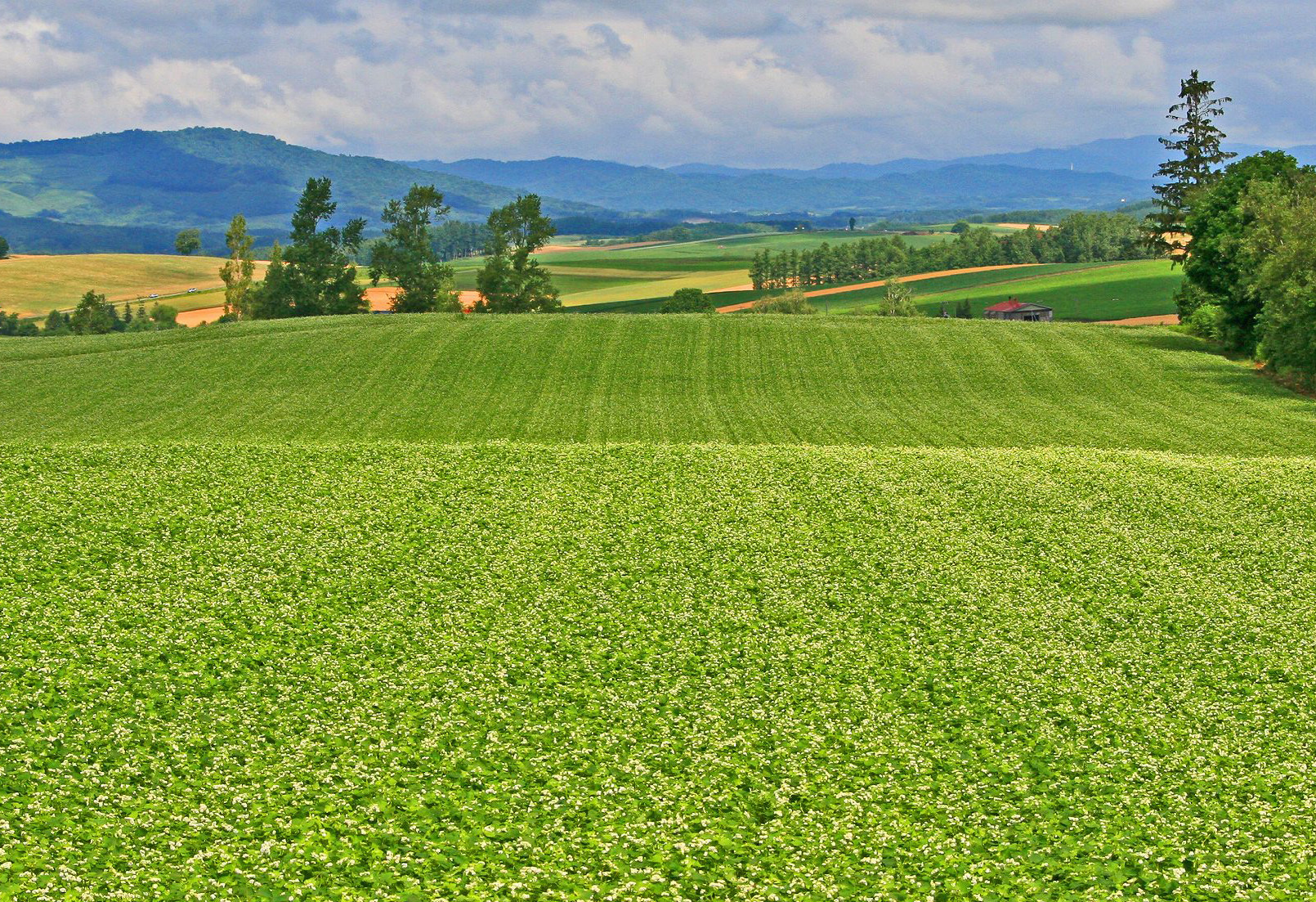 J.Farm LABO ジェイ.ファームラボ