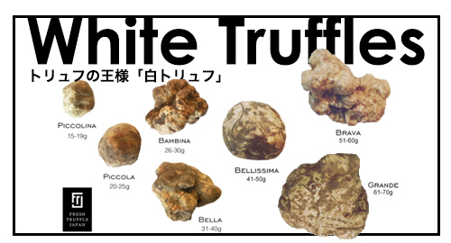 FRESH TRUFFLE JAPAN ｜フレッシュトリュフジャパン