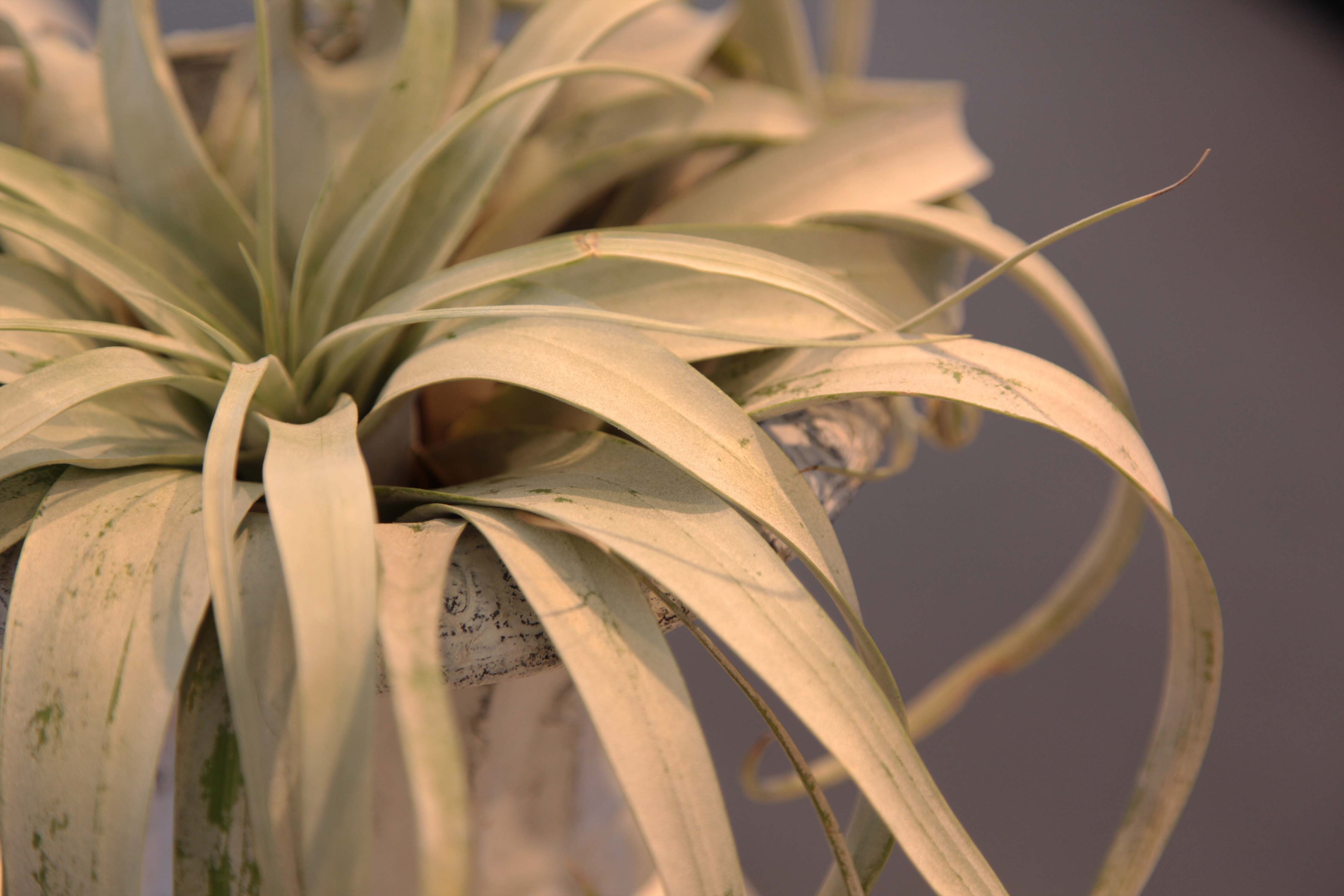 はなやオンラインブティック | HANAYA COLLECTION公式