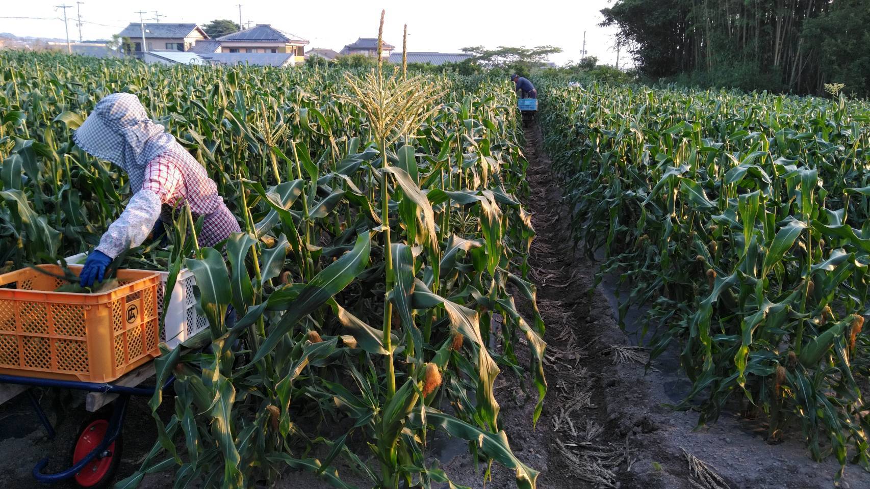 長崎県島原市 Hira Farm「農家直売の朝どれ 島原ブランド野菜」
