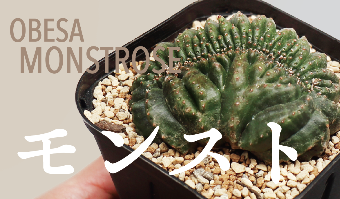 Lighthouse Plants - 海外実生株のオベサを中心に、輸入植物を扱うプランツ セレクトショップ