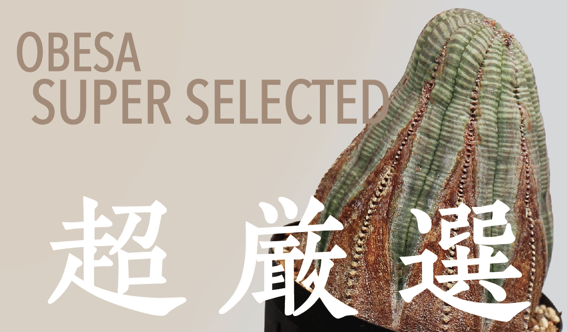 Lighthouse Plants - 海外実生株のオベサを中心に、輸入植物を扱うプランツ セレクトショップ