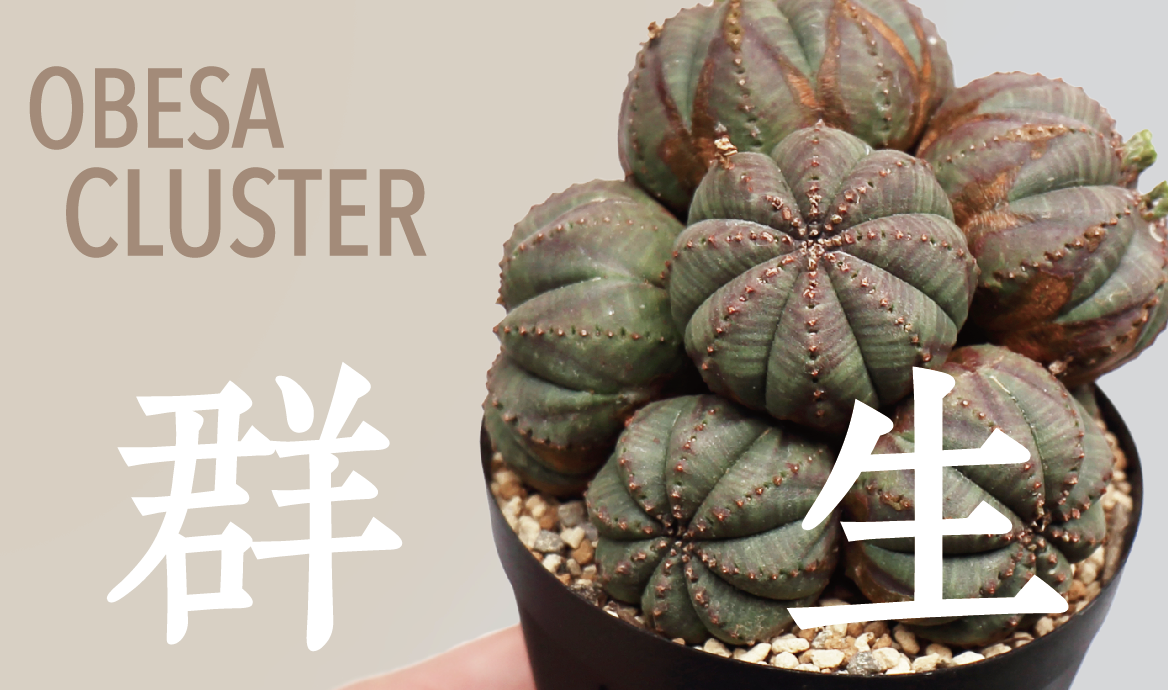 Lighthouse Plants - 海外実生株のオベサを中心に、輸入植物を扱うプランツ セレクトショップ