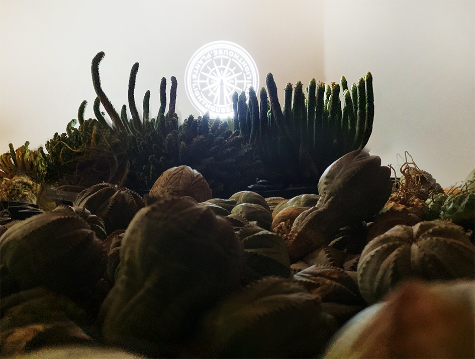 Lighthouse Plants - 海外実生株のオベサを中心に、輸入植物を扱うプランツ セレクトショップ