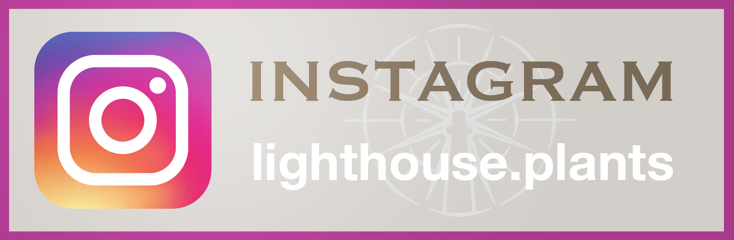 Lighthouse Plants - 海外実生株のオベサを中心に、輸入植物を扱うプランツ セレクトショップ