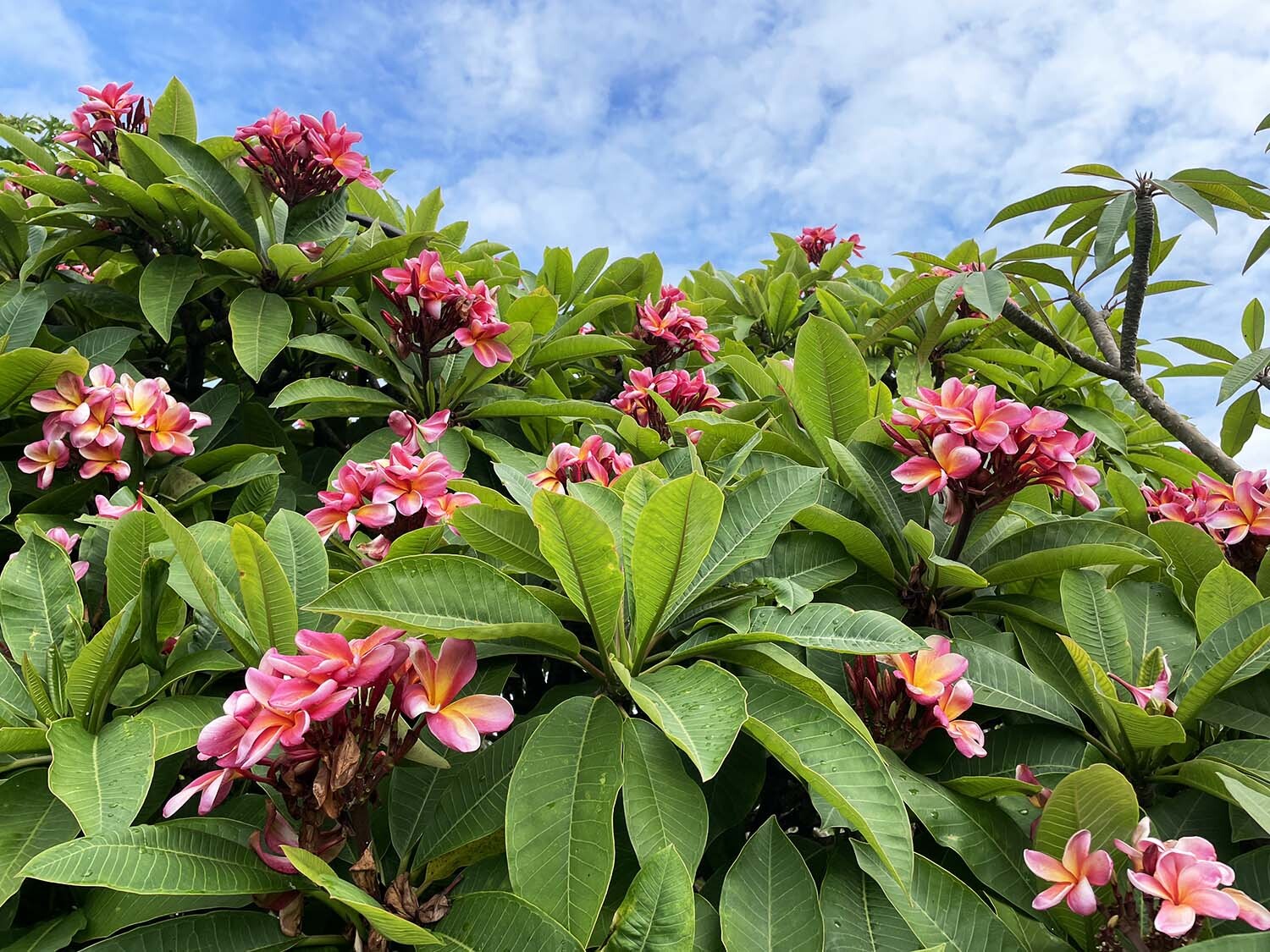 Jim Little Plumeria JAPAN